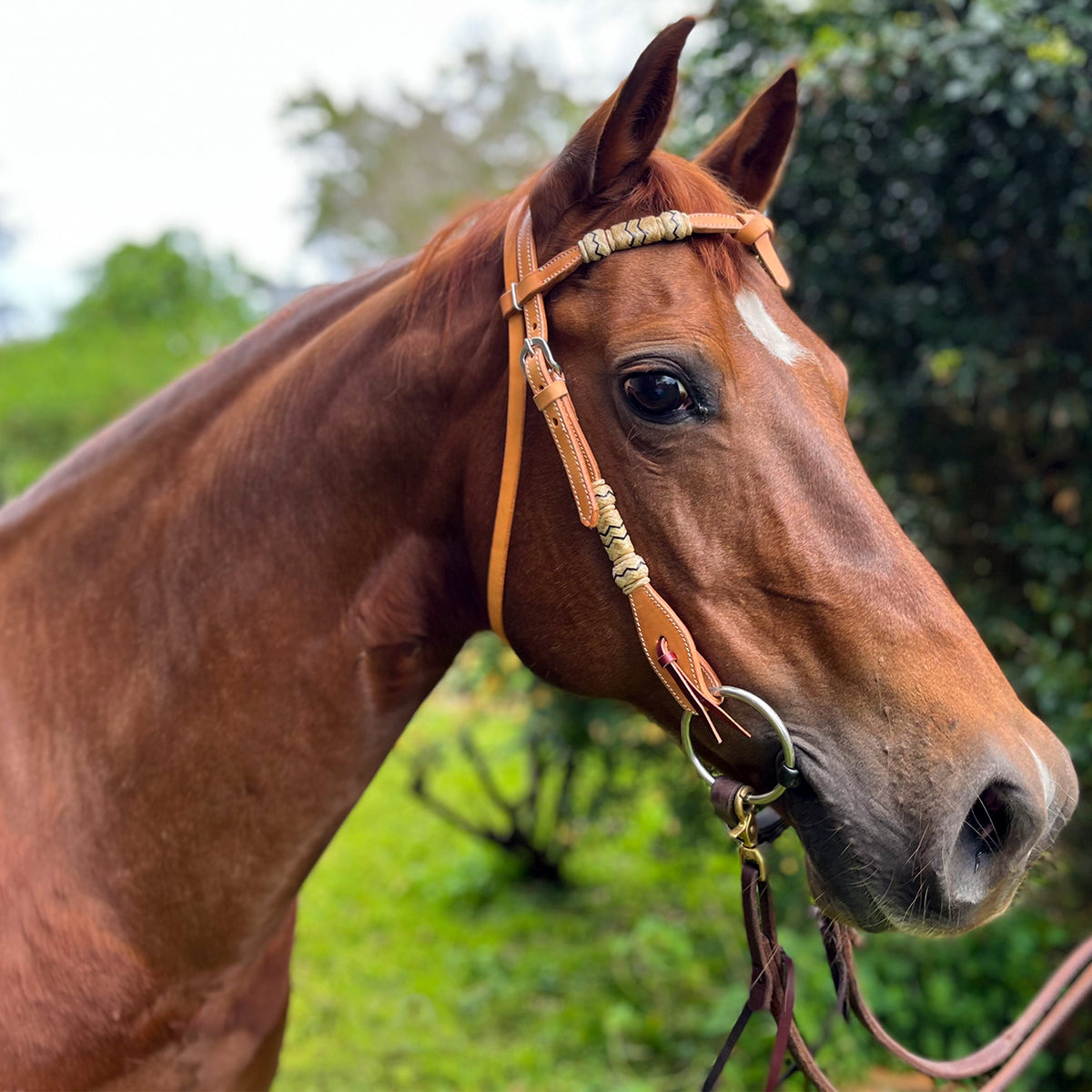 Ezy Ride Bridle with Futurity Knot and Rawhide Brow Natural – Toptac ...